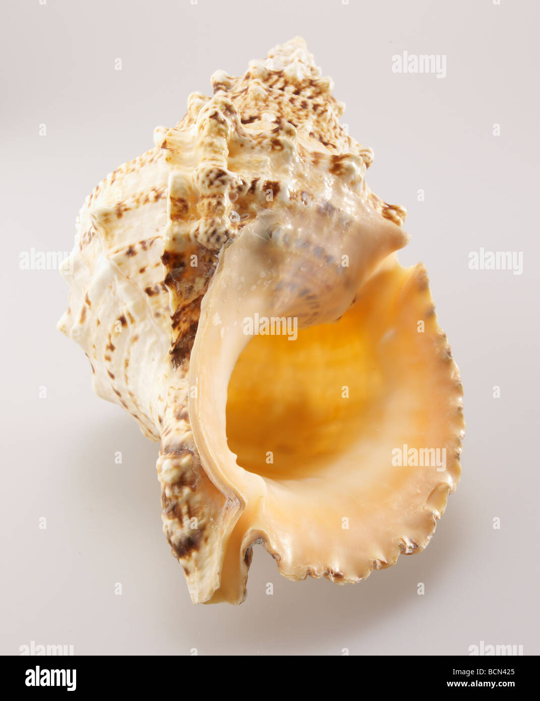 Seashell cutout hi-res stock photography and images - Alamy