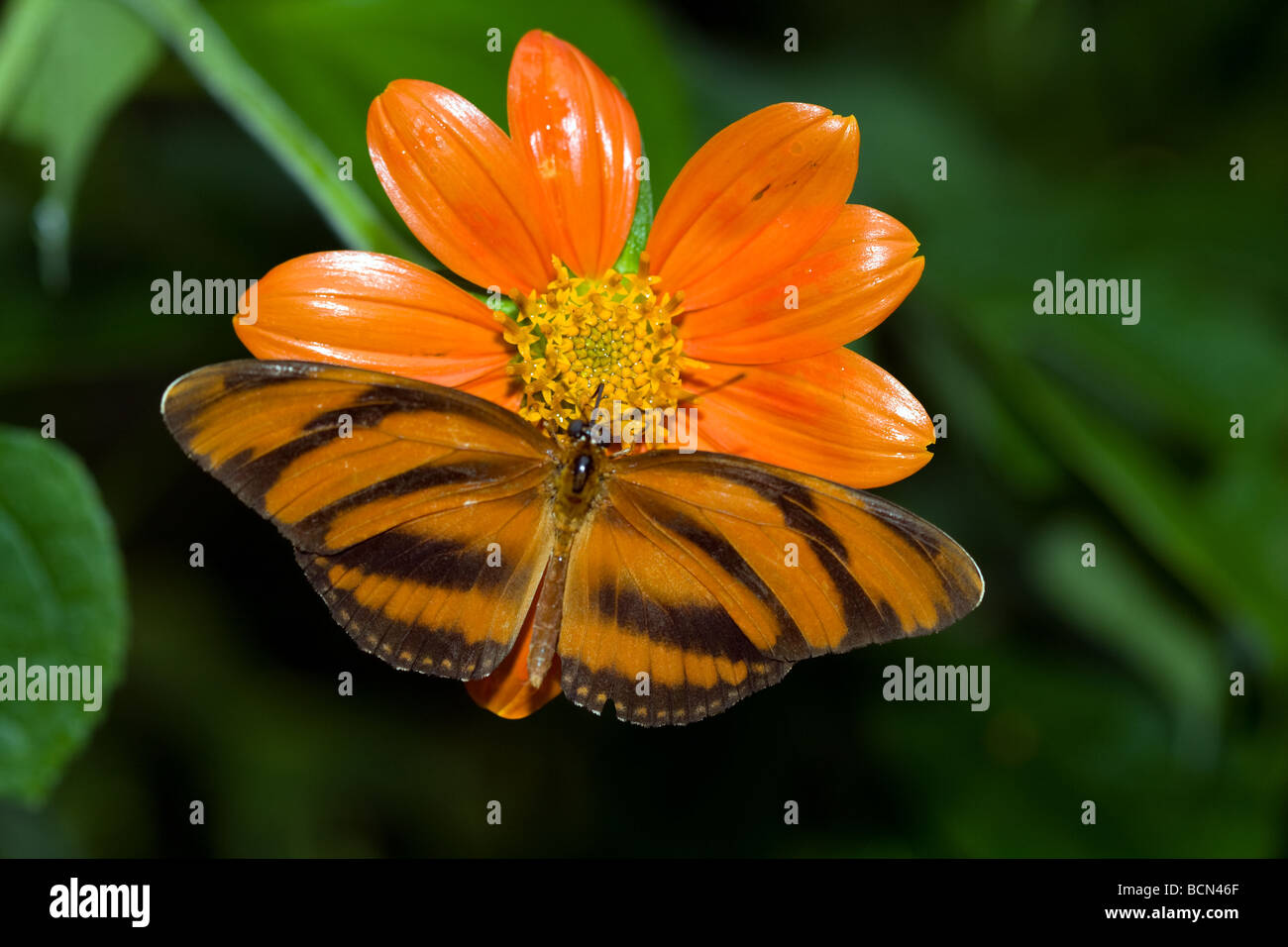 Banded orange tiger butterfly hi-res stock photography and images - Alamy
