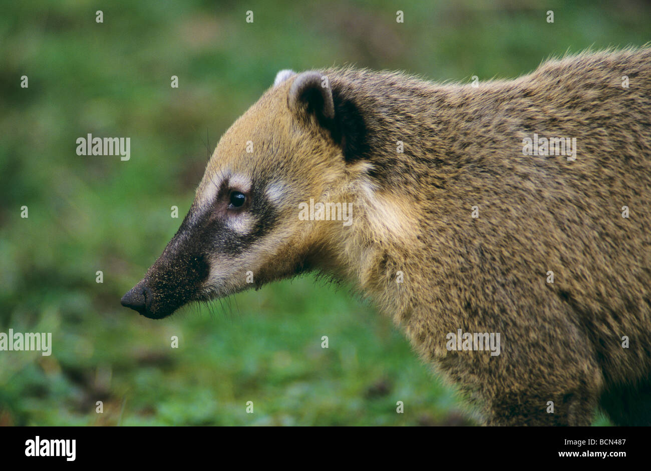 Ring-tailed Coati, Coatimundi (Nasua nasua), portrait Stock Photo - Alamy