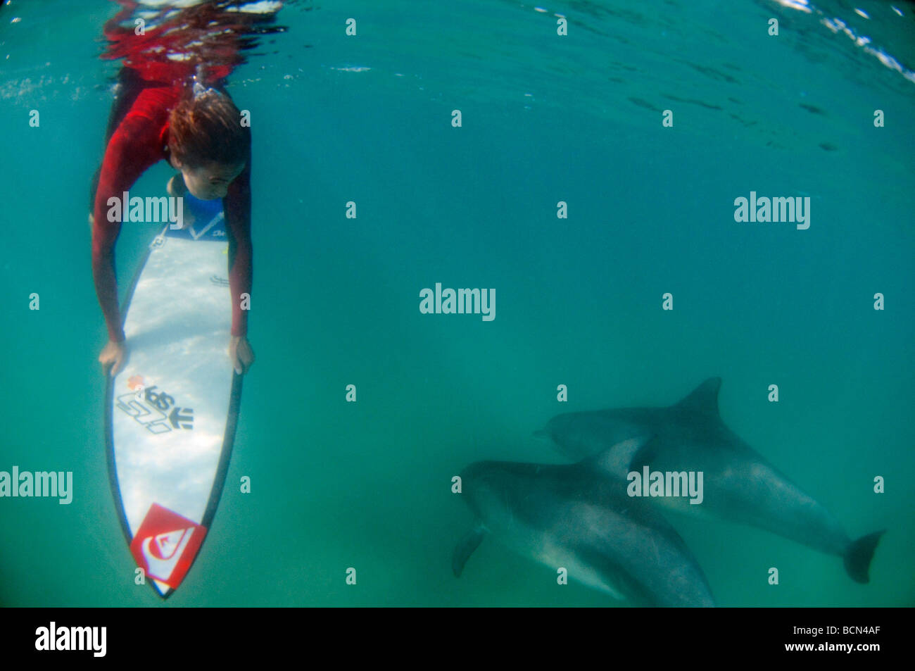 Dolphin wetsuit hi-res stock photography and images - Alamy