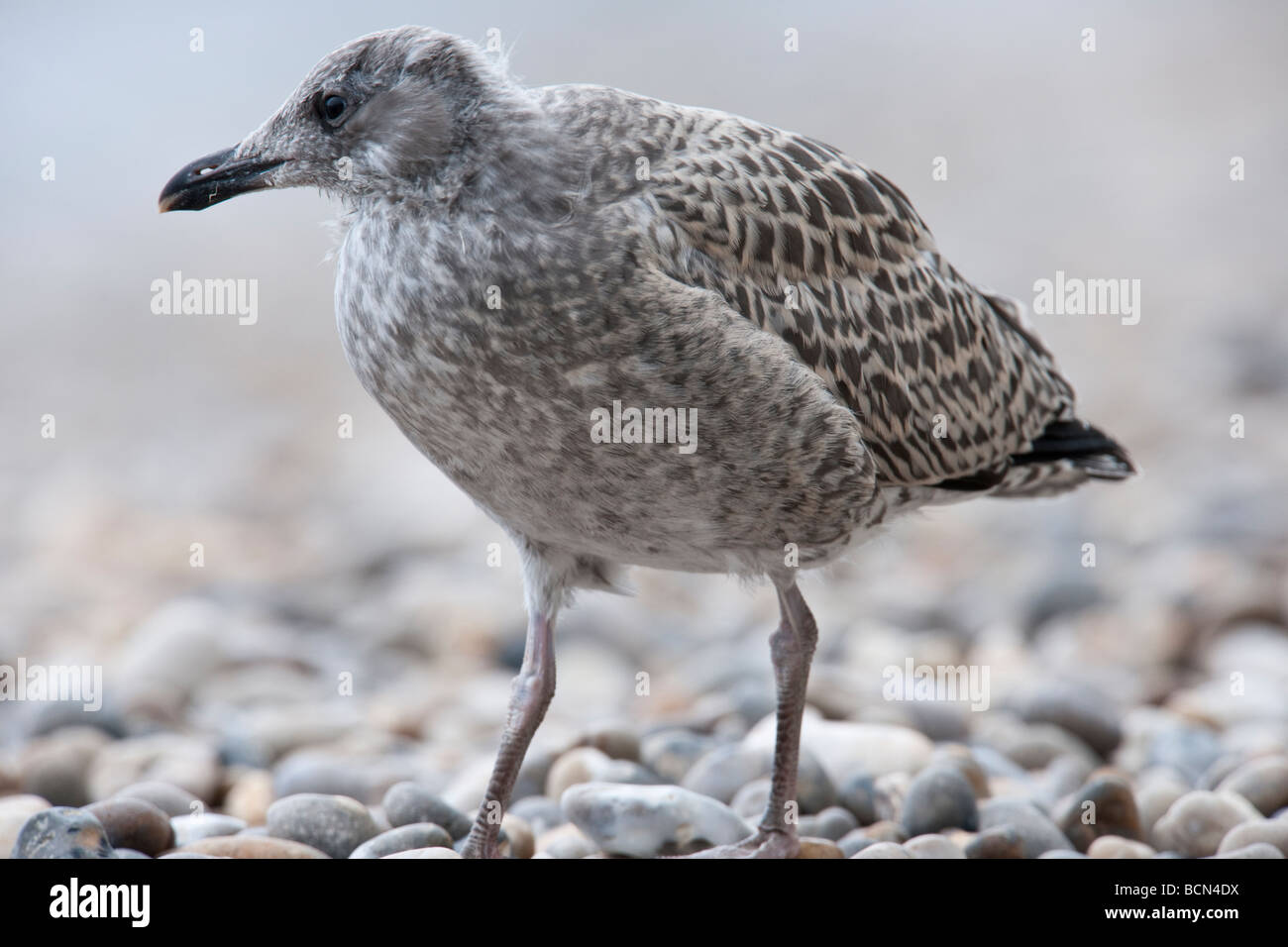 Juvenile Herring Gull Stock Photo - Alamy