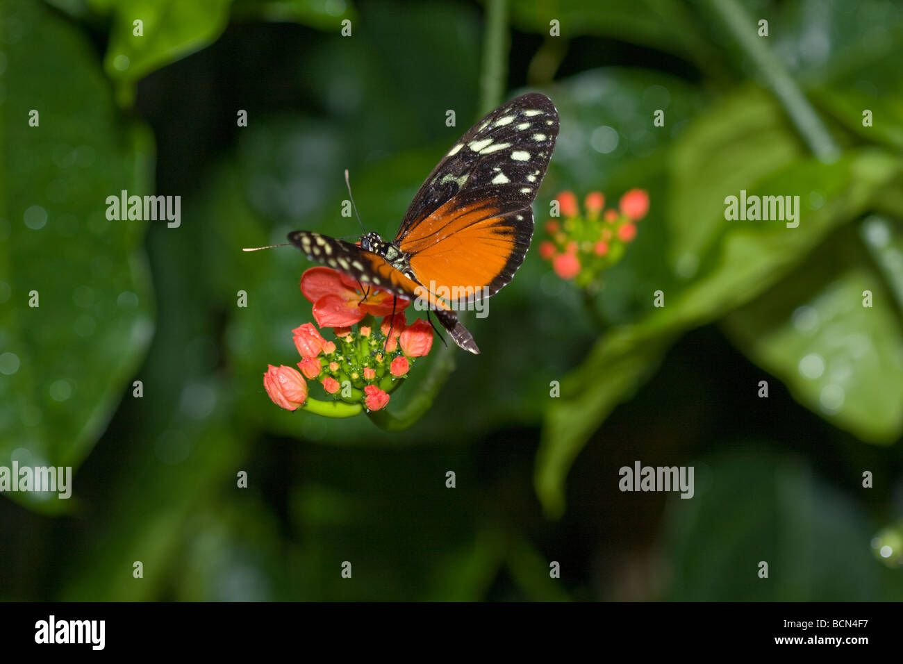 The Helicon High Resolution Stock Photography and Images - Alamy