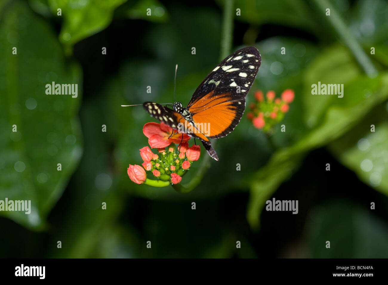 Golden helicon butterfly hi-res stock photography and images - Alamy