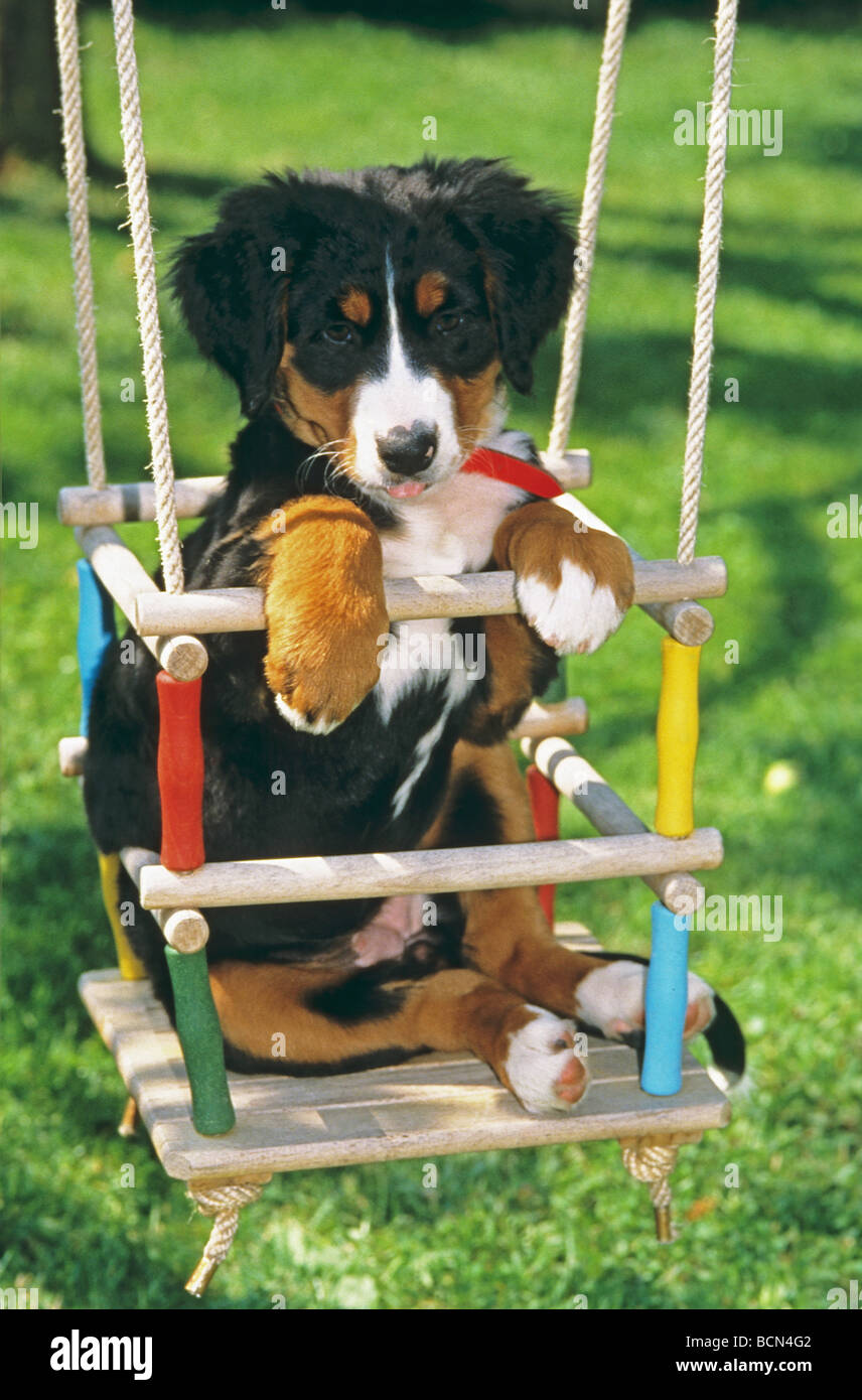 Swing dogs hi-res stock photography and images - Alamy