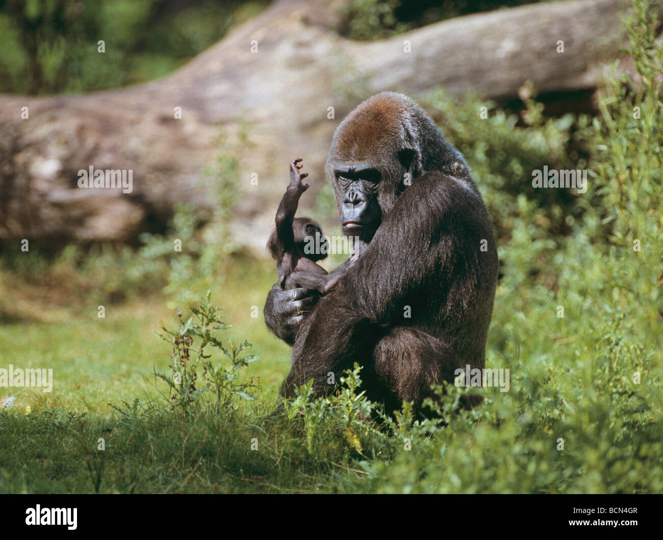 Lowland Gorilla with cub / Gorilla gorilla gorilla Stock Photo - Alamy