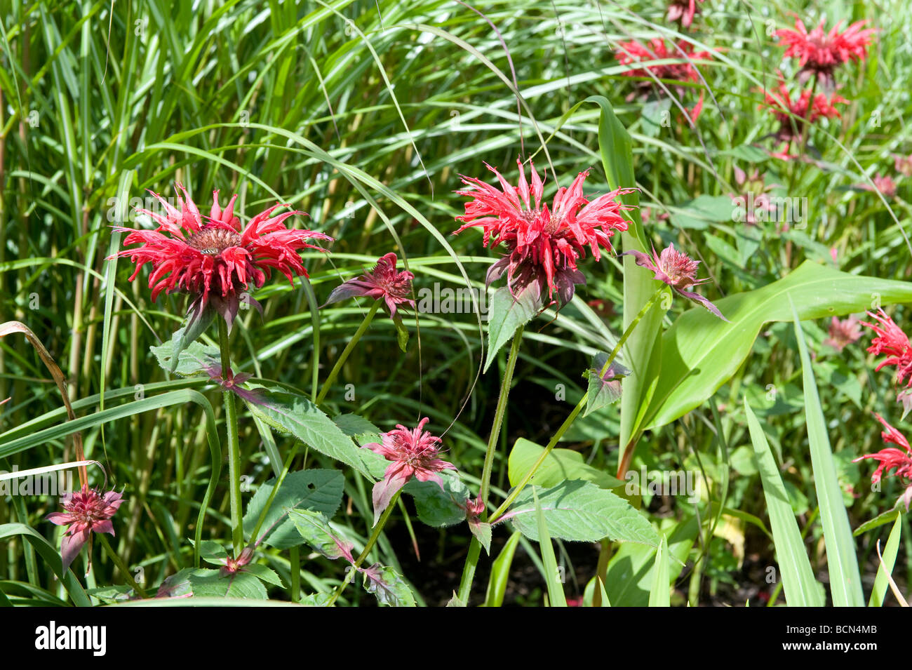 Monard Bergamot Labiatae Lamiaceae 'Garden View Scarlet'. A striking ...