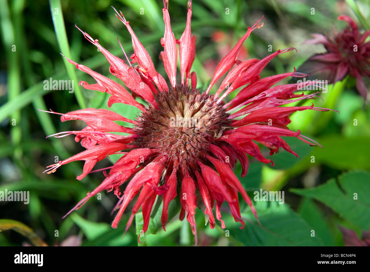 Monard Bergamot Labiatae Lamiaceae 'Garden View Scarlet'. A striking ...