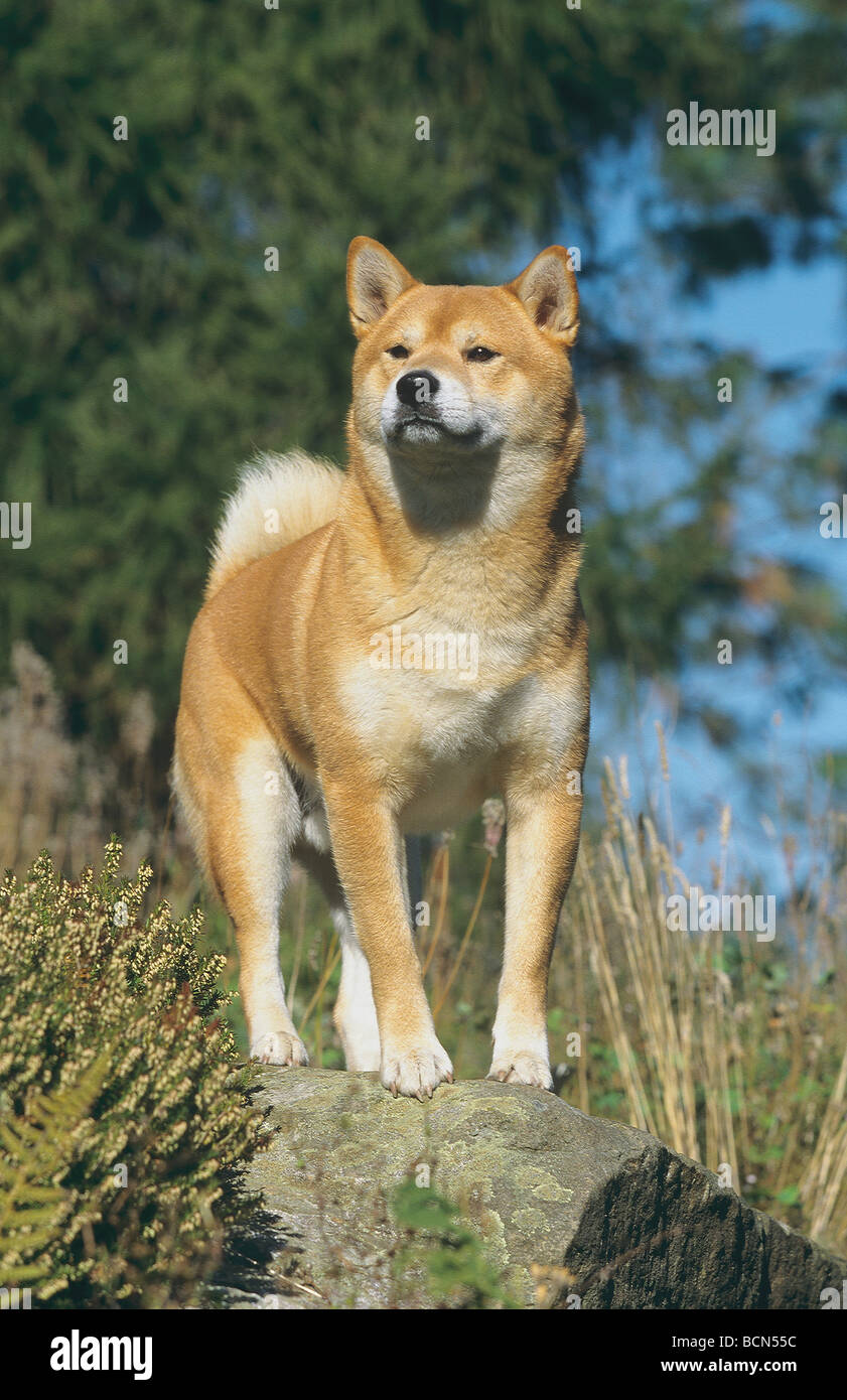 Shiba Inu dog - standing on rock Stock Photo - Alamy