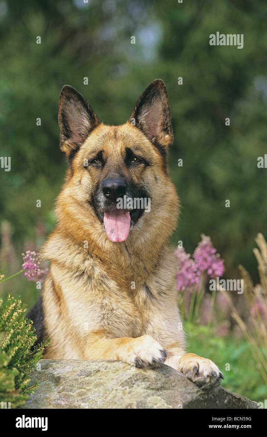German Shepherd dog - portrait Stock Photo - Alamy