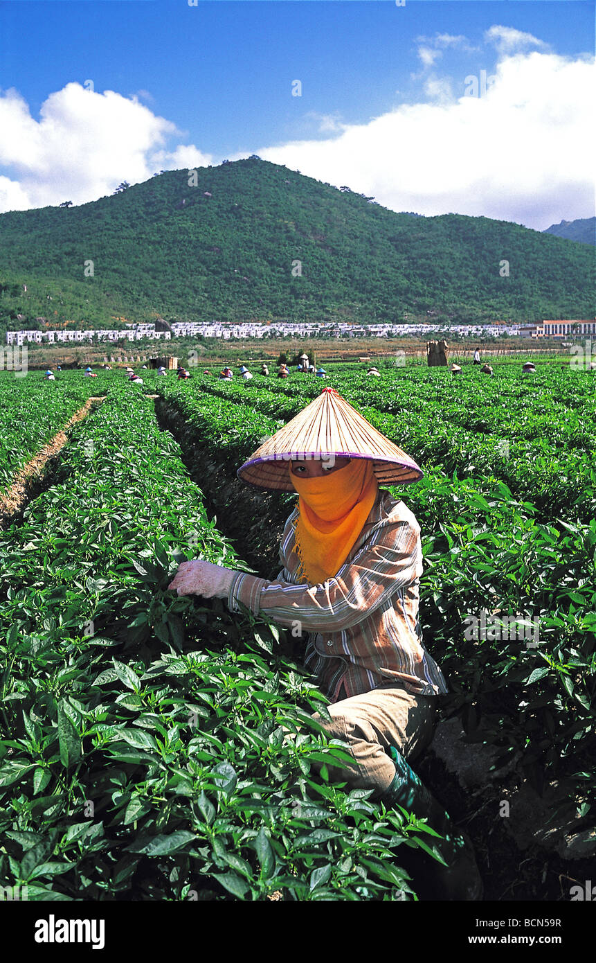 Tea farmers gather tea leaves in the field, Sanya, Hainan Province ...
