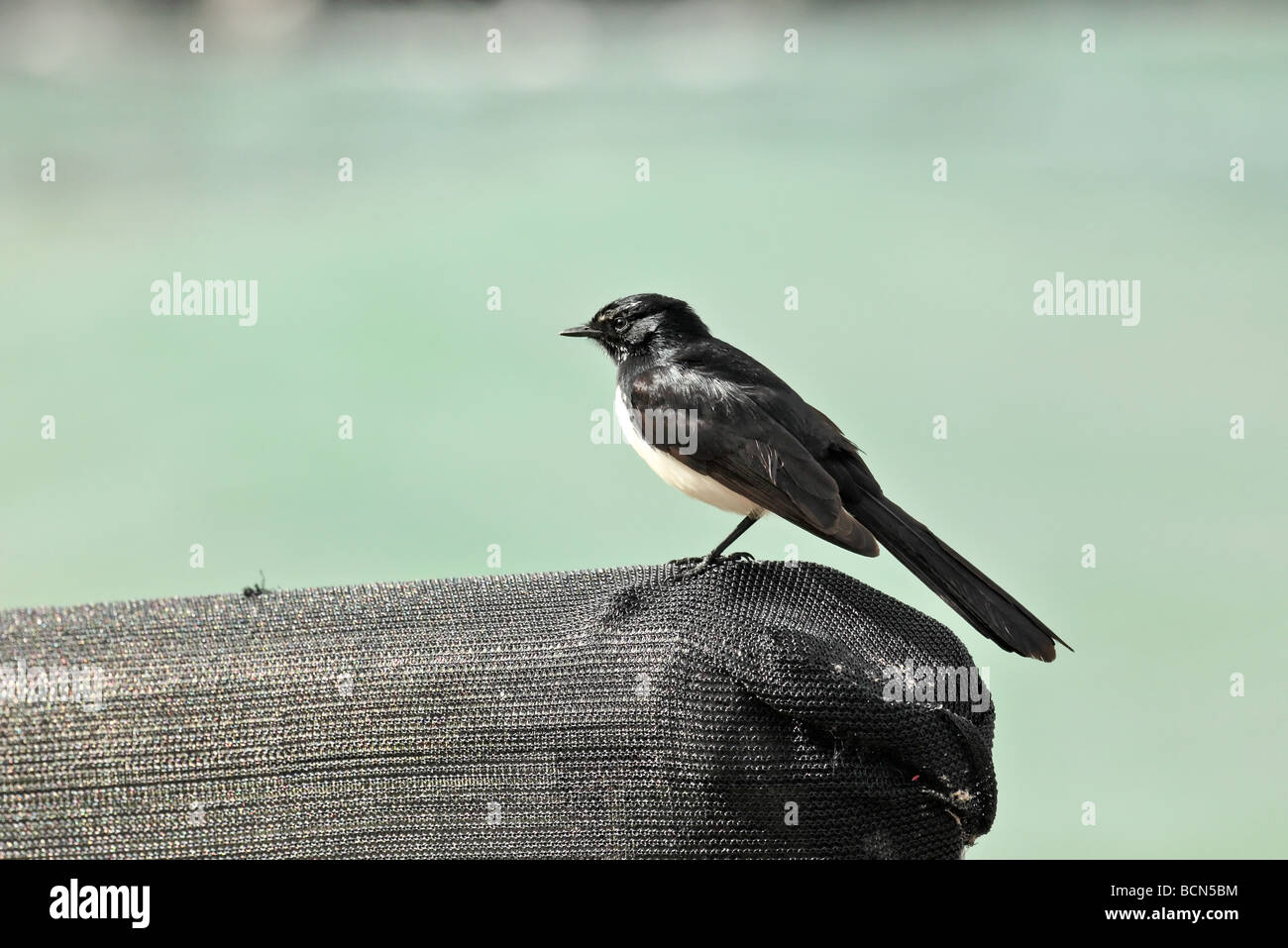 Willie Wagtail bird native to Australia and pacific rim countries Stock ...