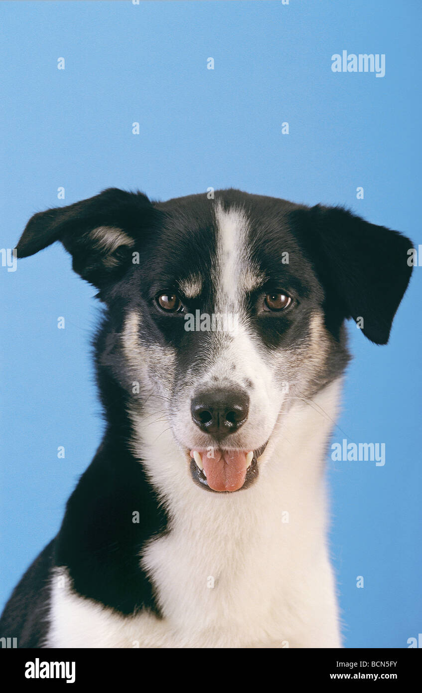 half breed dog - portrait - cut out Stock Photo - Alamy