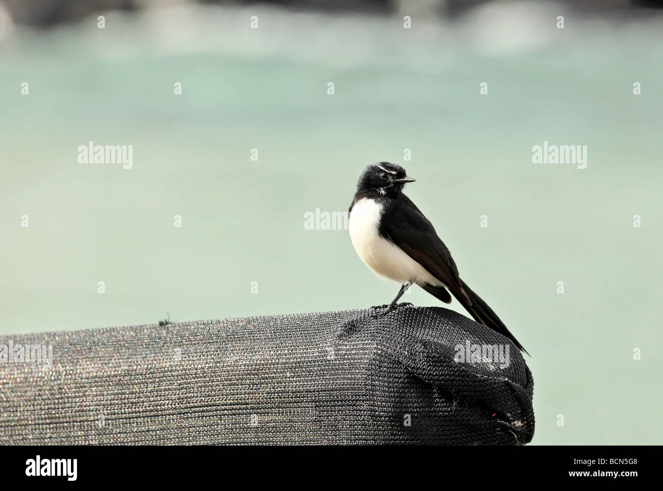 Willie Wagtail bird native to Australia and pacific rim countries Stock ...