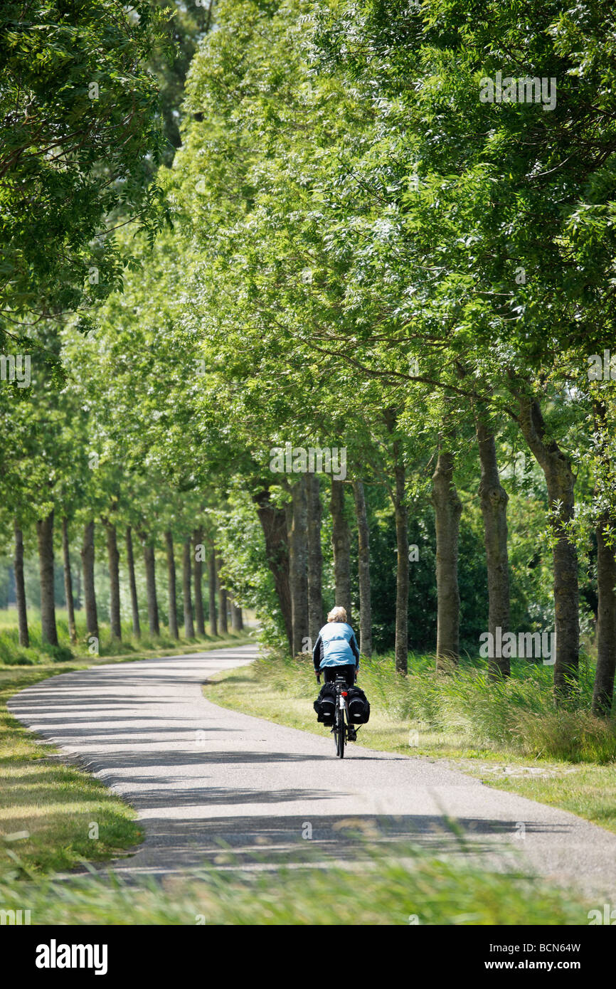 A tree lined road hi-res stock photography and images - Alamy