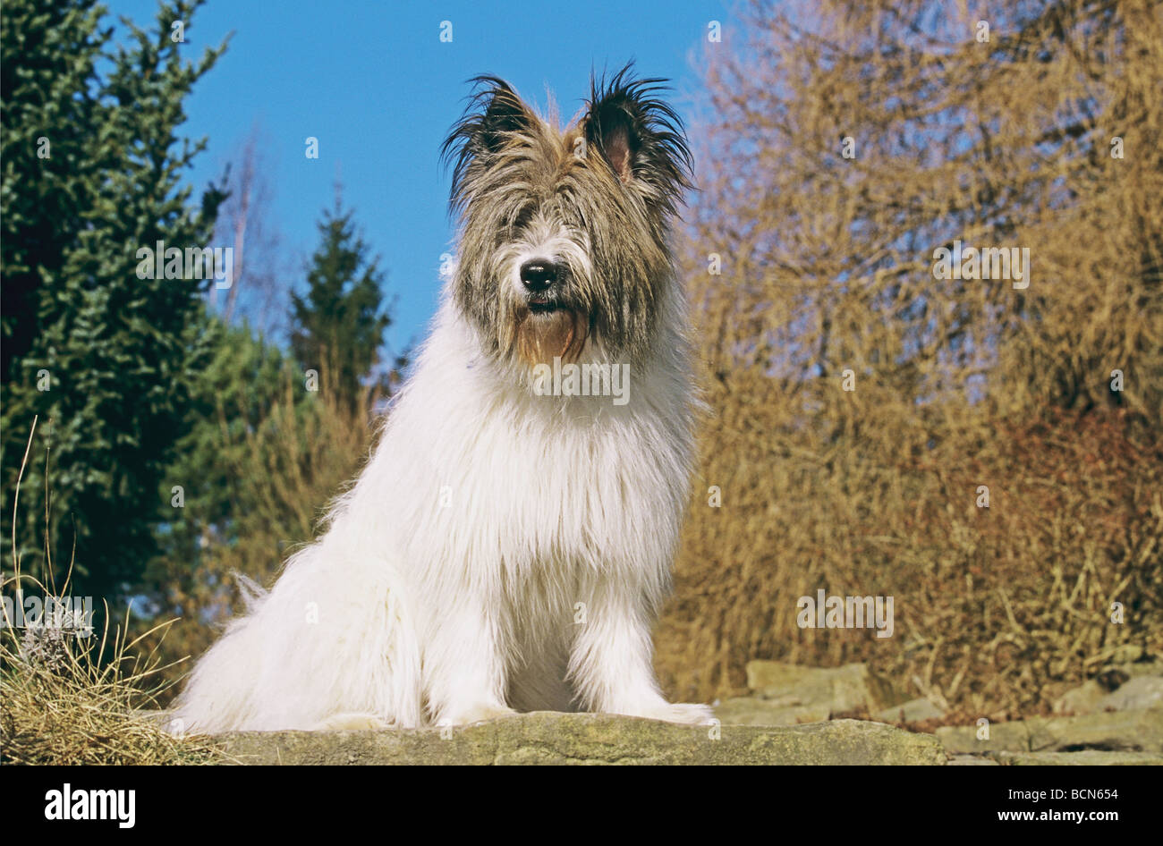 Elo dog - sitting on a rock Stock Photo - Alamy