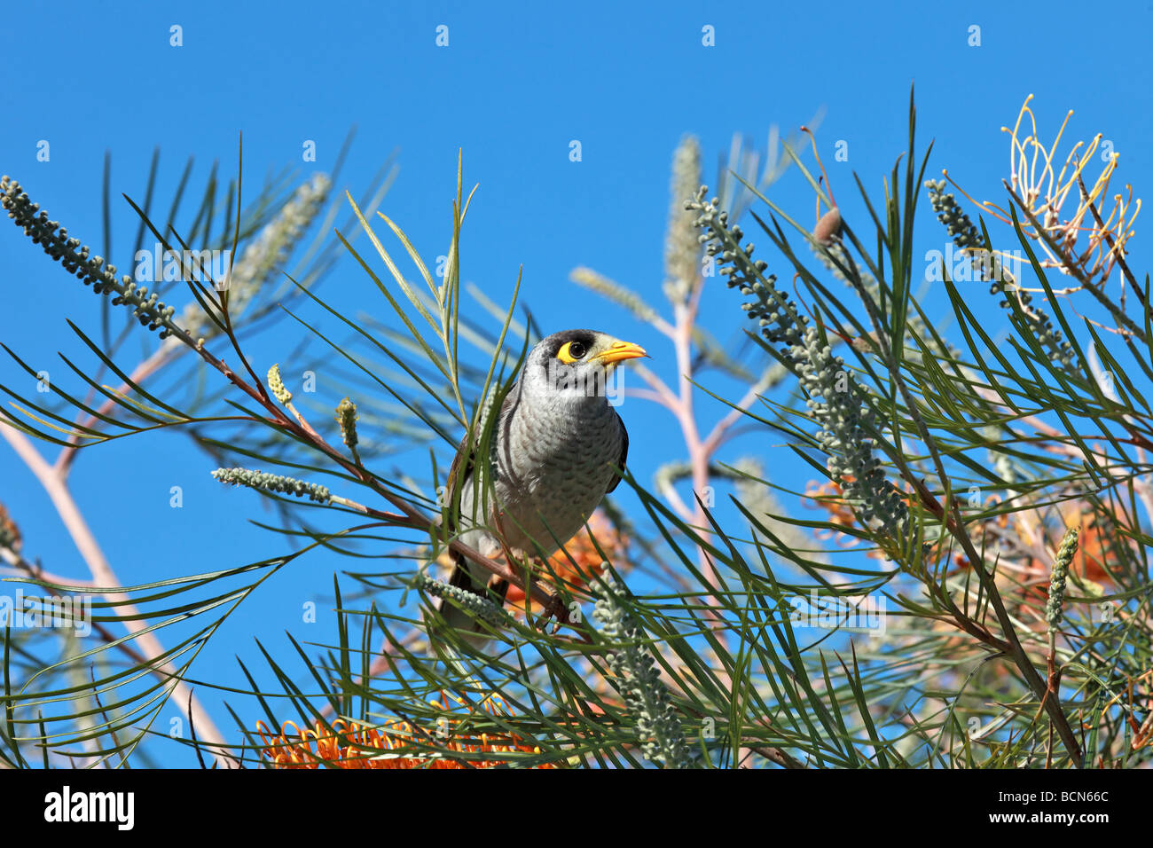 Miner bird hi-res stock photography and images - Alamy