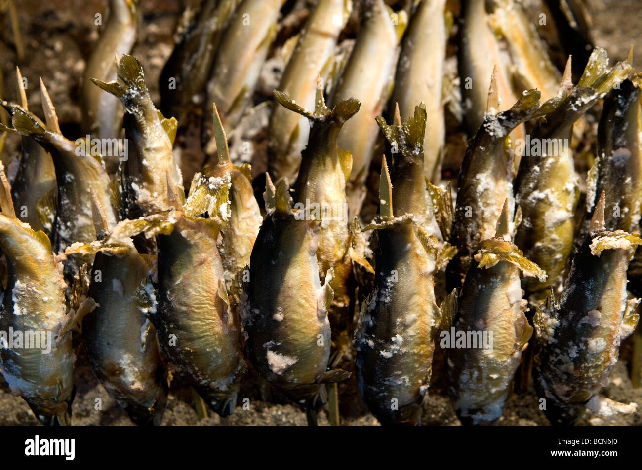 Stack of salted fried fish at a food stall in the market Tokyo japan ...