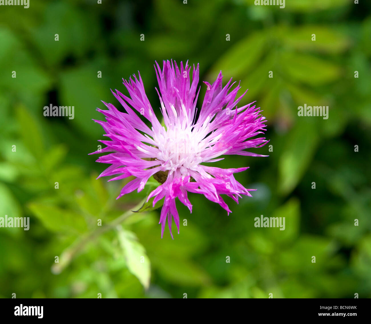 Centaurea Montana Purple High Resolution Stock Photography and Images ...
