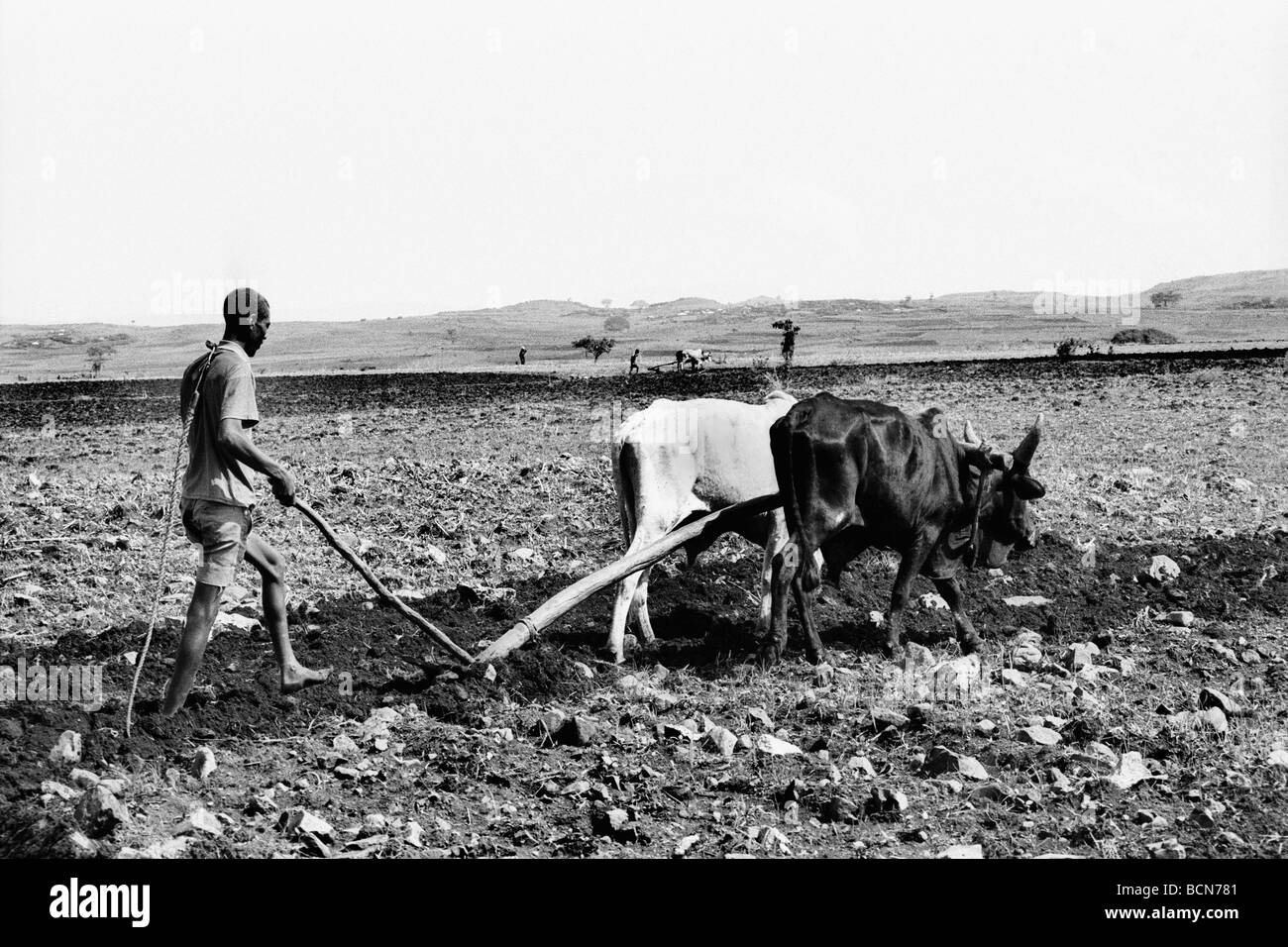 ethiopia Debre Markos Ethiopian farmer ploughing Stock Photo - Alamy