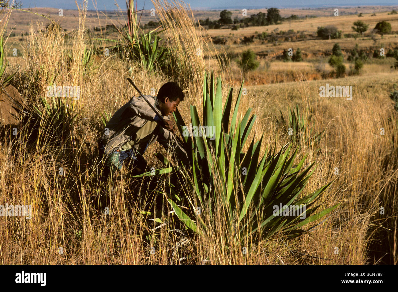 madagascar ranohira isalo national park Stock Photo - Alamy