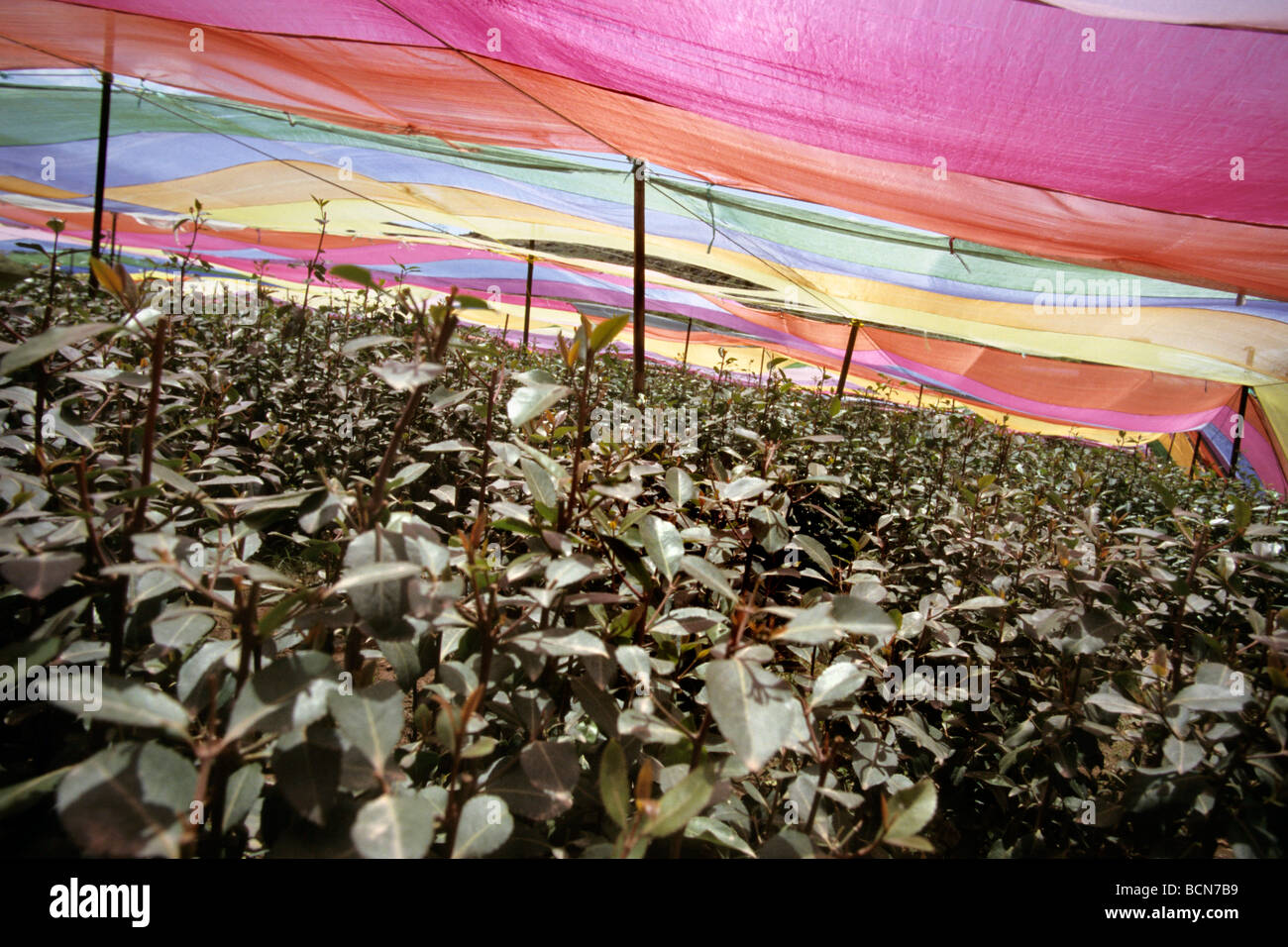 Cultivation of qat hi-res stock photography and images - Alamy