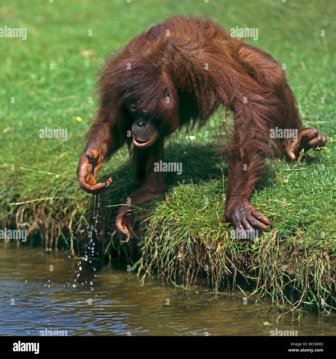 Orangutan stand hi-res stock photography and images - Alamy