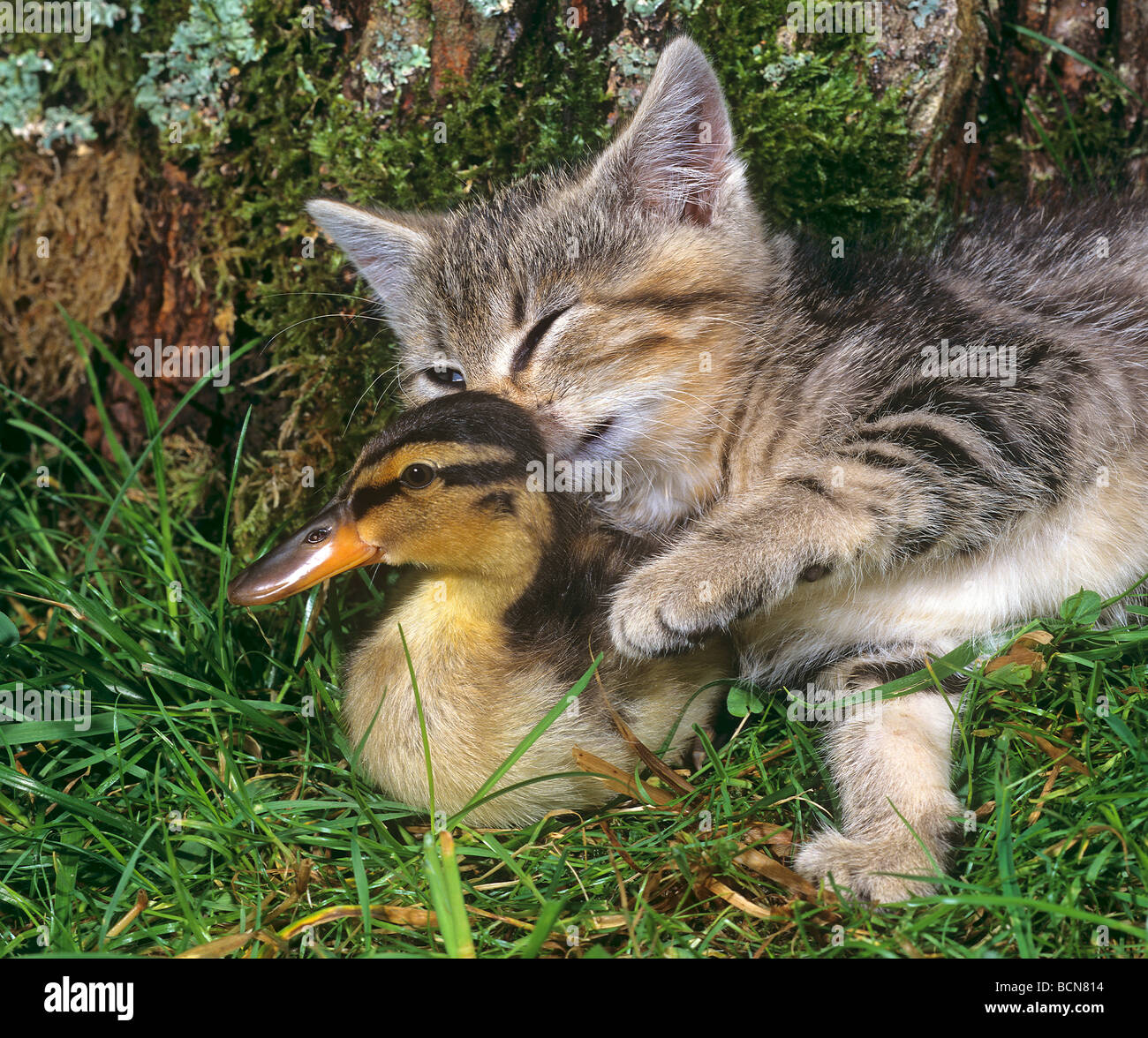 Kittens Duck Together