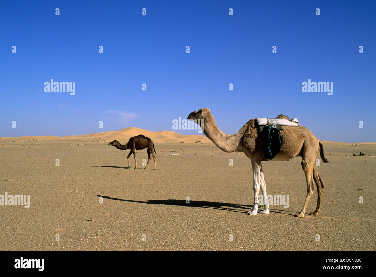 Algeria Animals