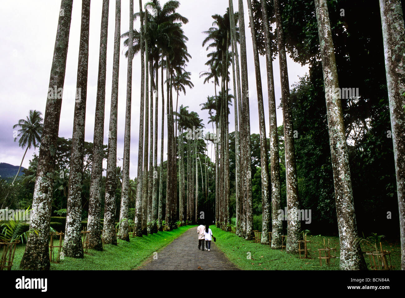 sri lanka The botanical garden of Kandy Stock Photo - Alamy