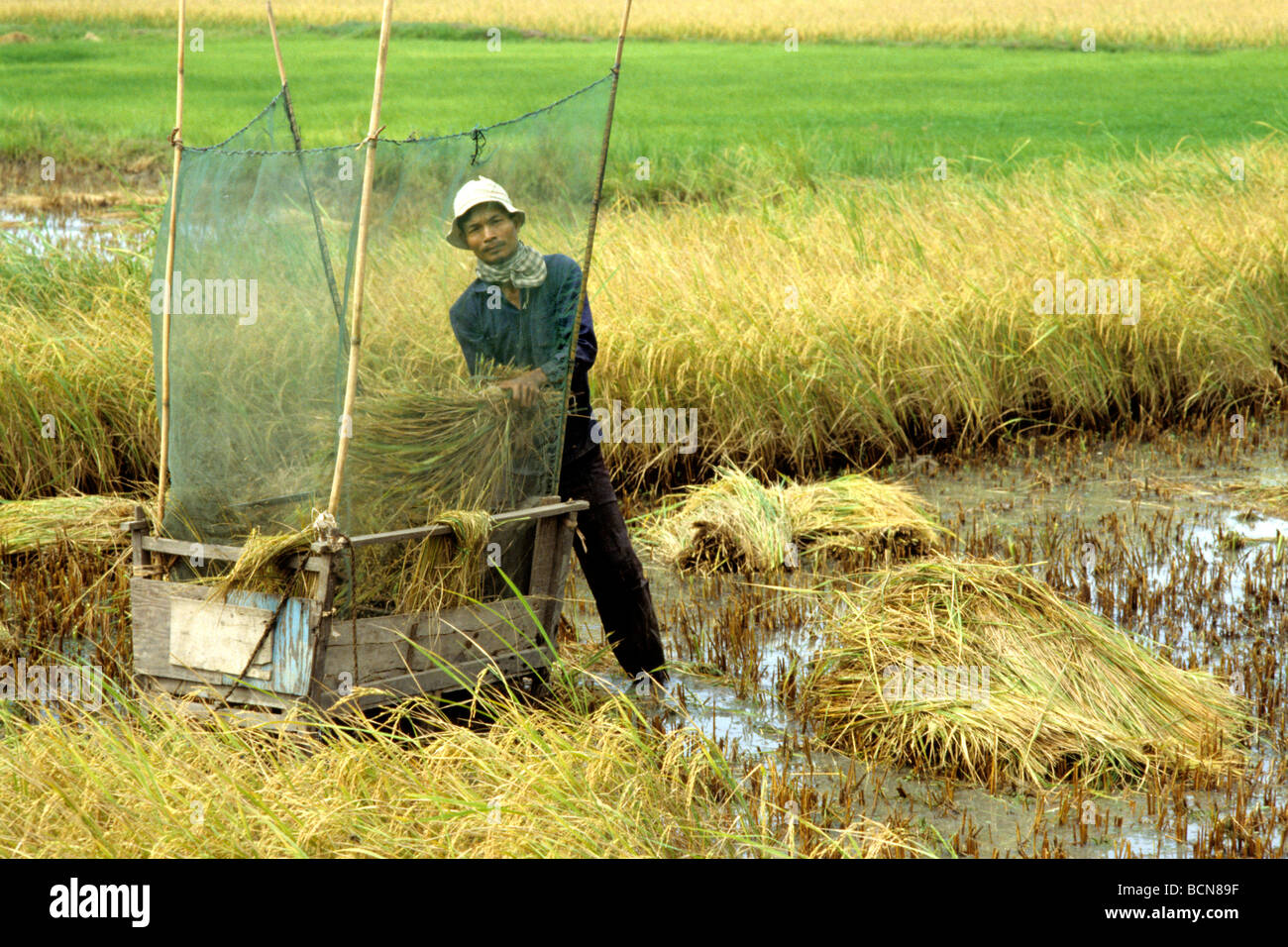 Mekong Delta Rice Fields Stock Photos & Mekong Delta Rice Fields Stock ...