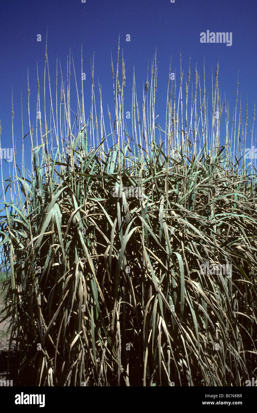 malawi Sugar reed Stock Photo - Alamy