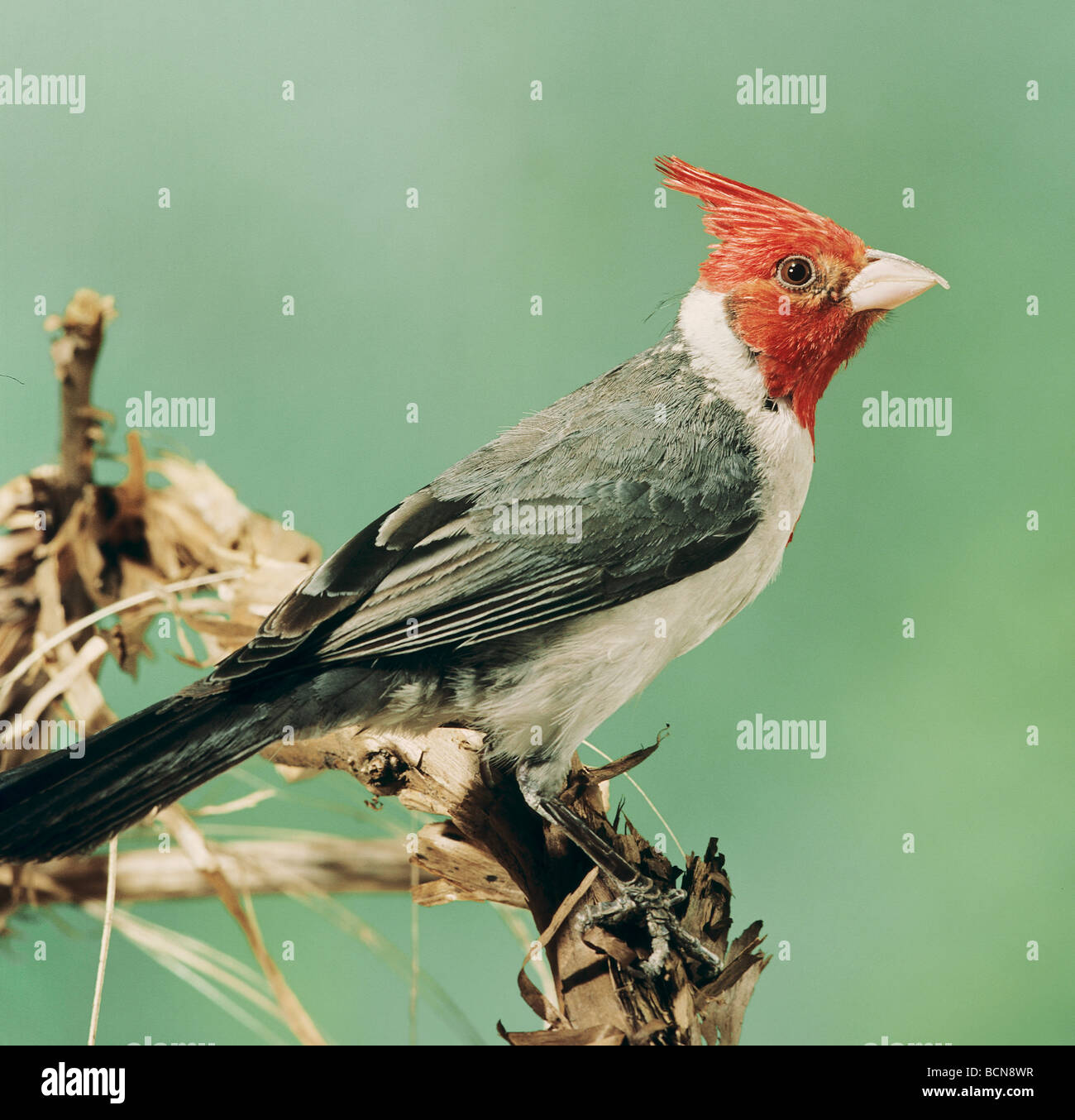 Red crested cardinals hi-res stock photography and images - Alamy