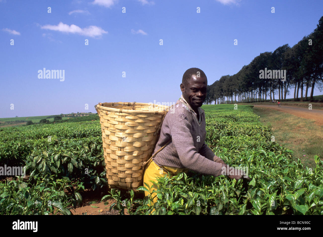 malawi cultivations of tea to Thyolo Stock Photo - Alamy
