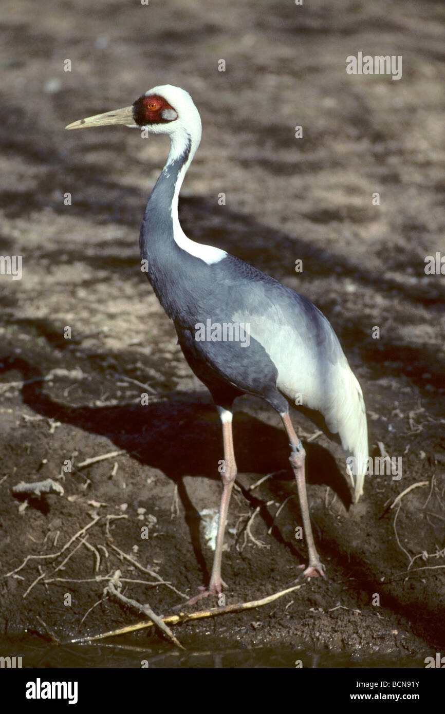 Source of the heron hi-res stock photography and images - Alamy