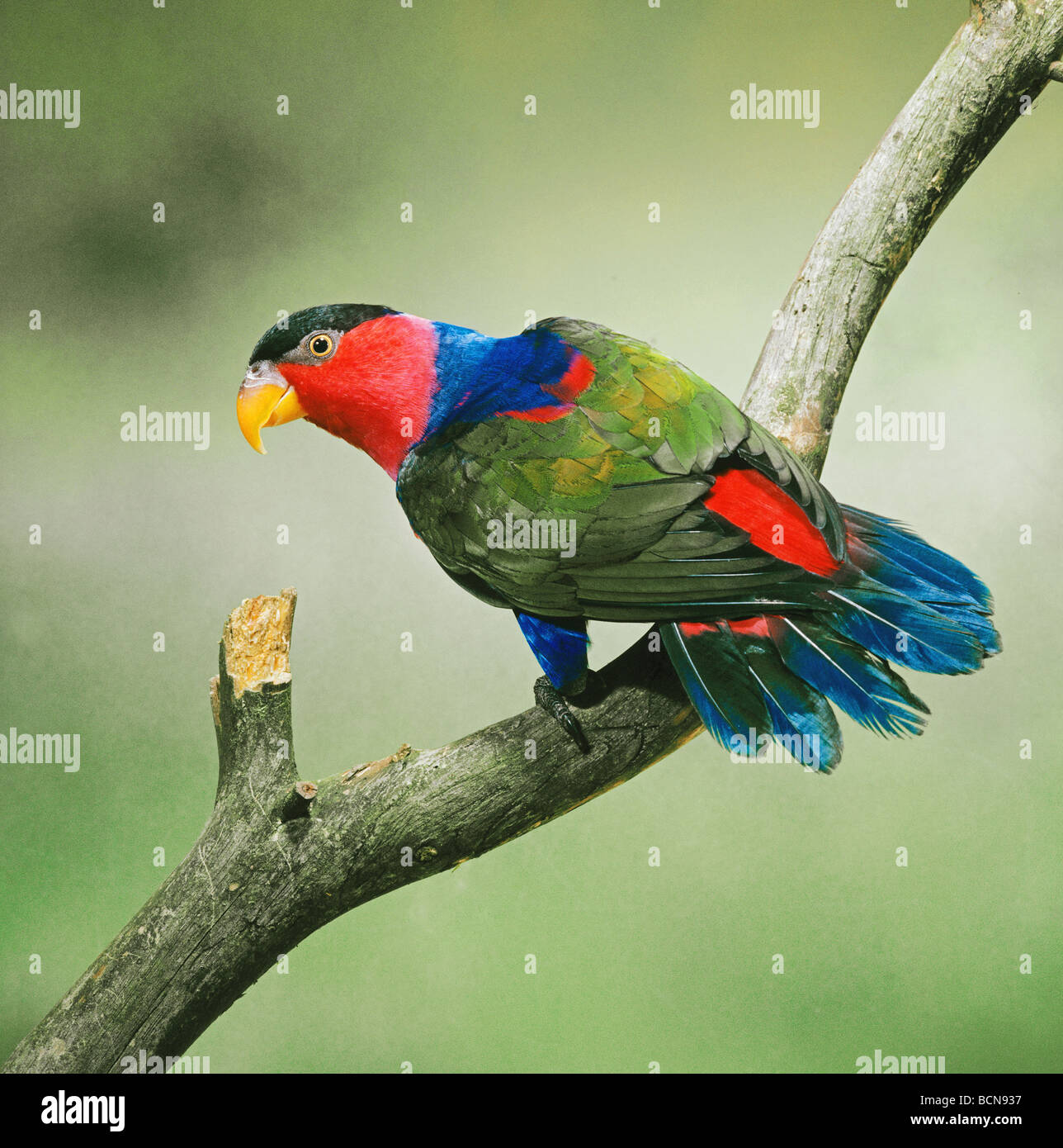 Black-capped Lori on twig / Lorius lory Stock Photo - Alamy