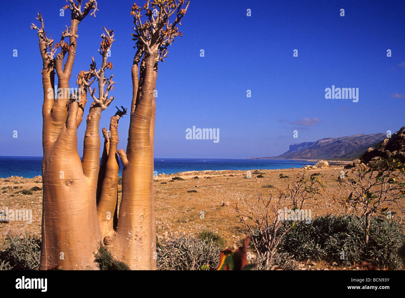 Yemen and saba island hi-res stock photography and images - Alamy