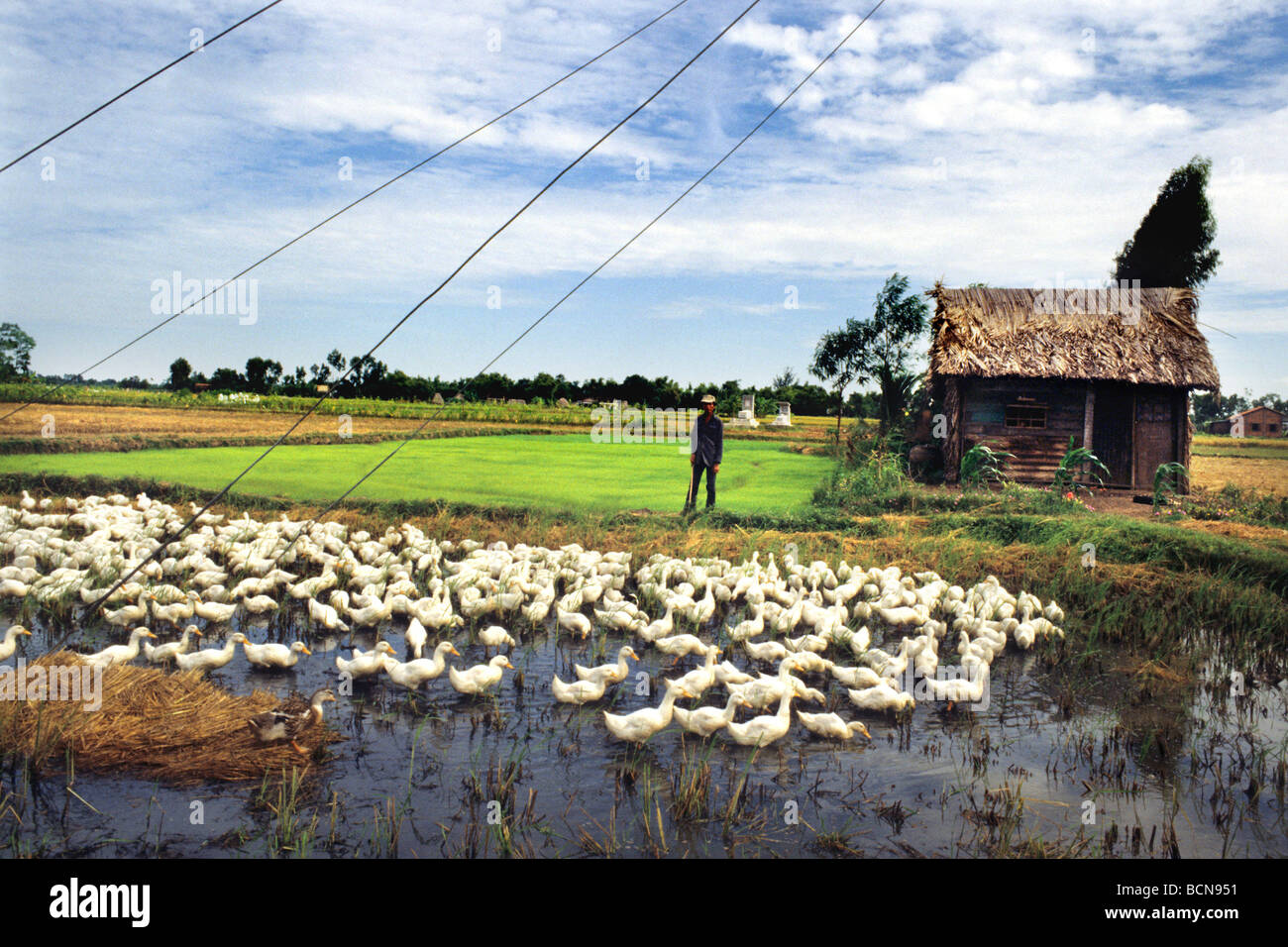 vietnam Geese farming near Huè Stock Photo - Alamy