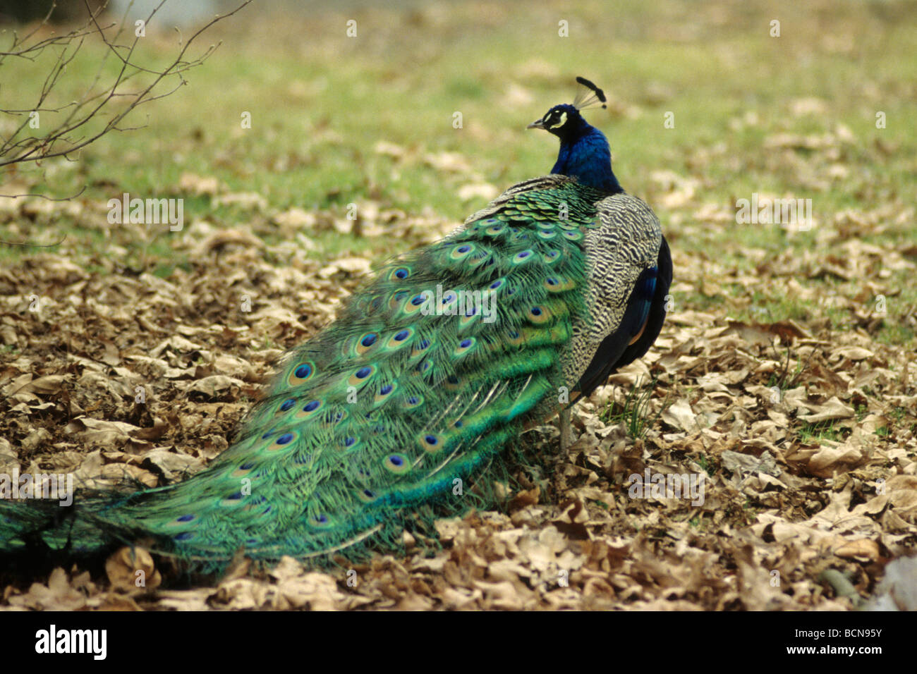Peacock Nest High Resolution Stock Photography and Images - Alamy