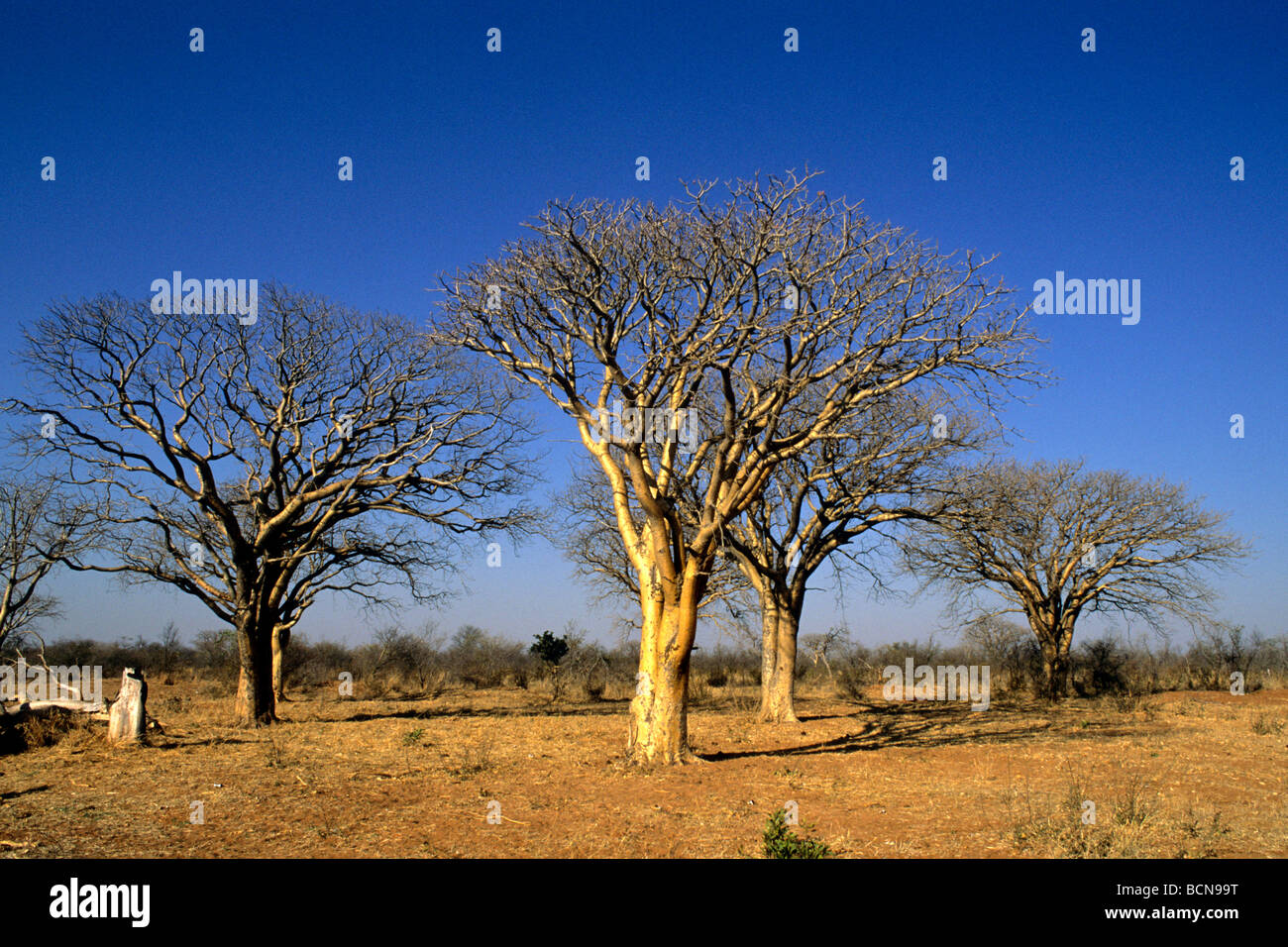 botswana chobe national park Stock Photo - Alamy