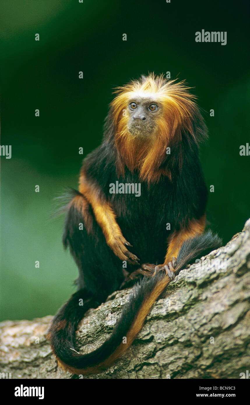 Golden-headed Lion Tamarin - sitting on tree trunk / Leontopithecus ...