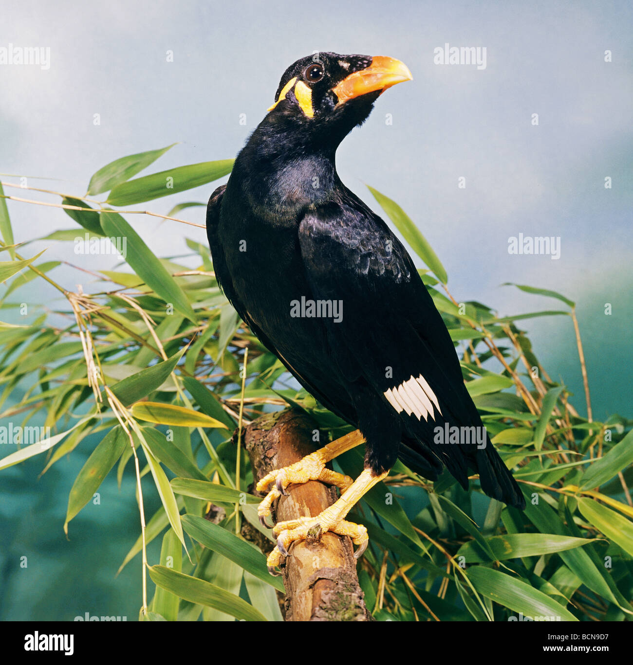 Indian mynahs hi-res stock photography and images - Alamy