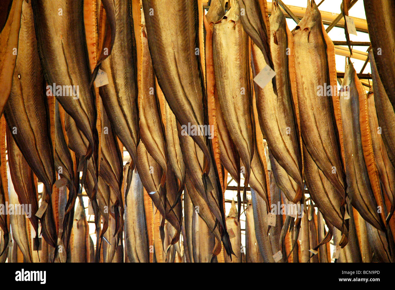Salted fish hanging to dry in the sun, Shanghai, China Stock Photo - Alamy