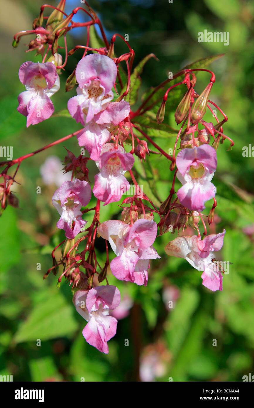 Himalayan Balsam Impatiens glandulifera Flowers close ups Stock Photo ...