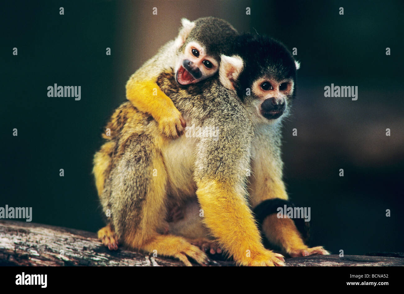 Monkey cub sitting on back hi-res stock photography and images - Alamy