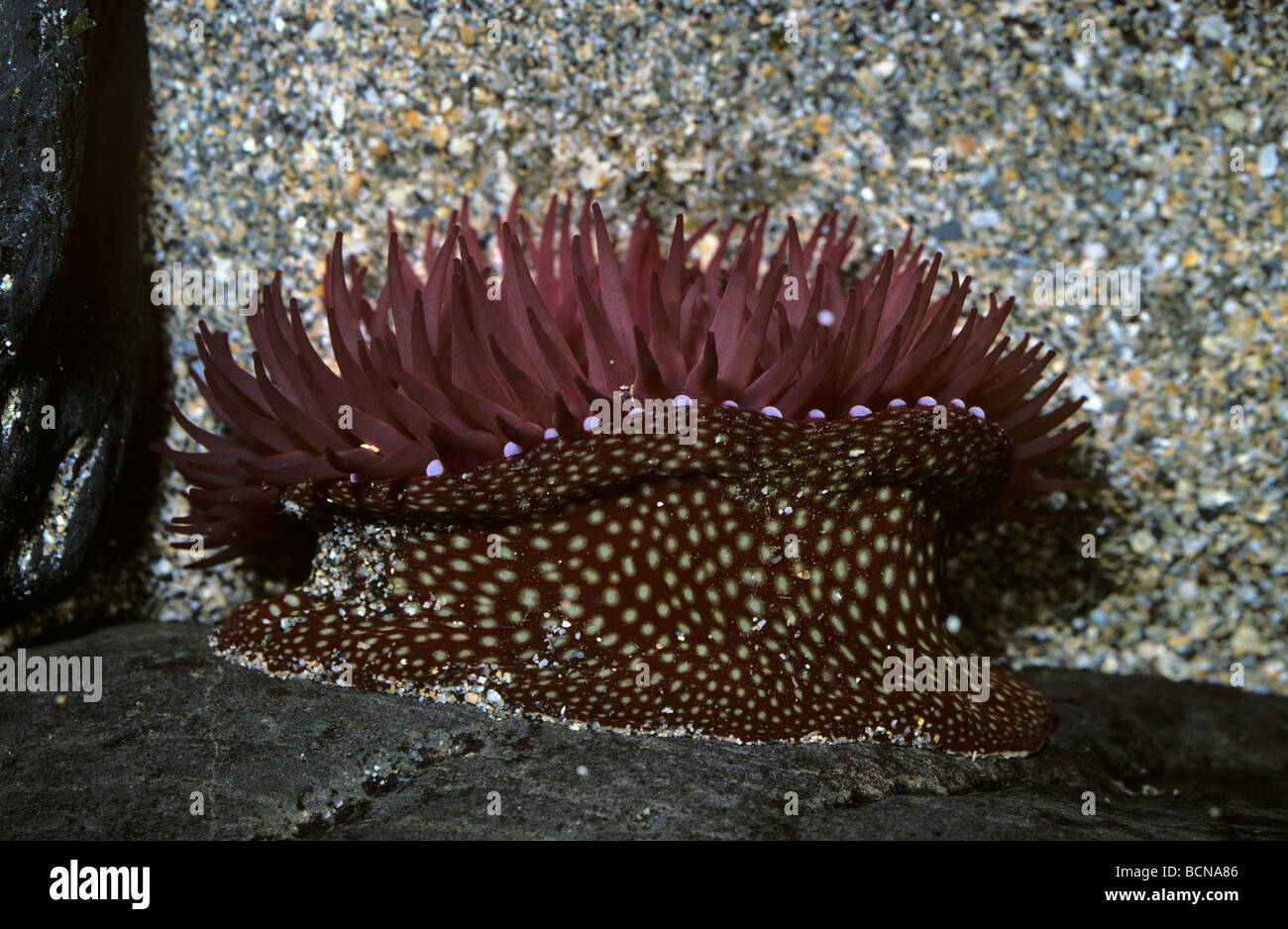 Strawberry anemone actinia fragacea hi-res stock photography and images ...