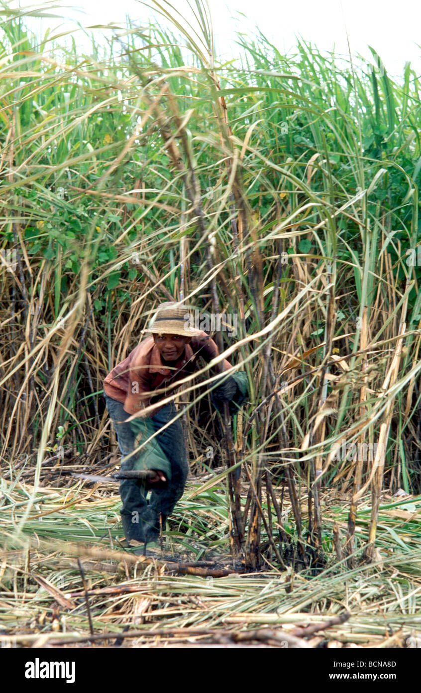 sugar cutter recife Pernambuco brazil Stock Photo - Alamy