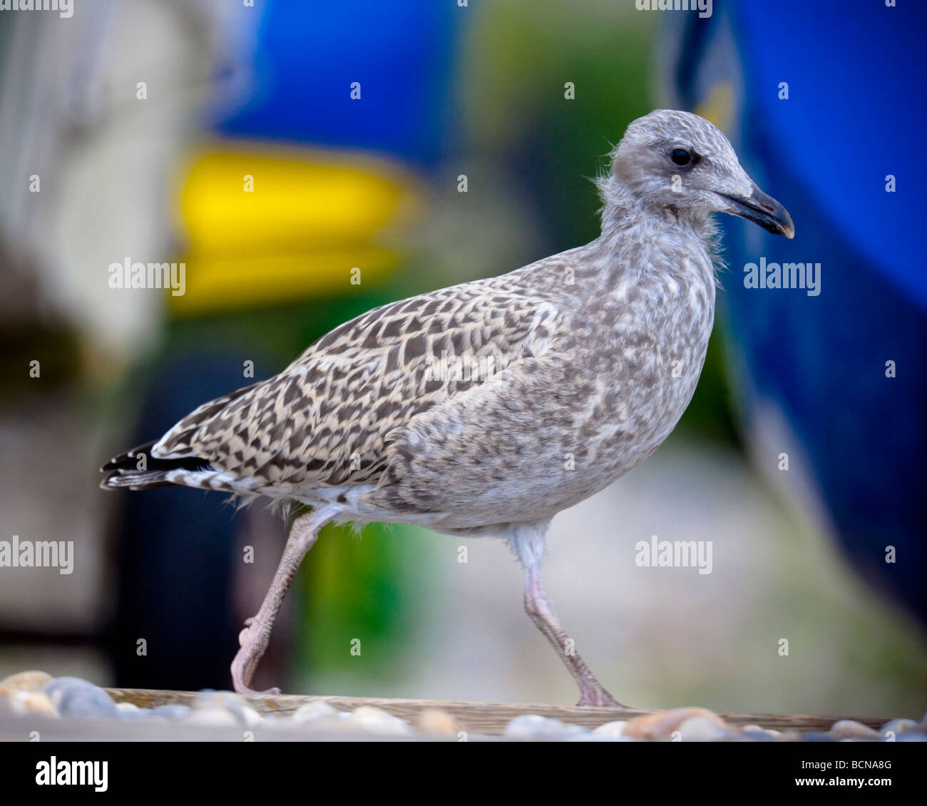 Juvenile Herring Gull Stock Photo - Alamy