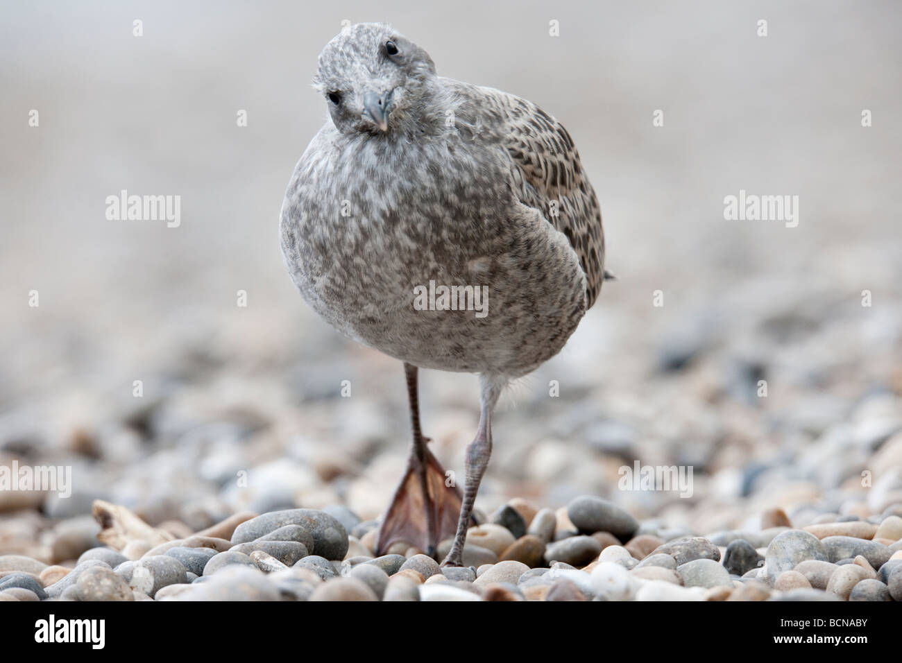 Juvenile Herring Gull Stock Photo - Alamy