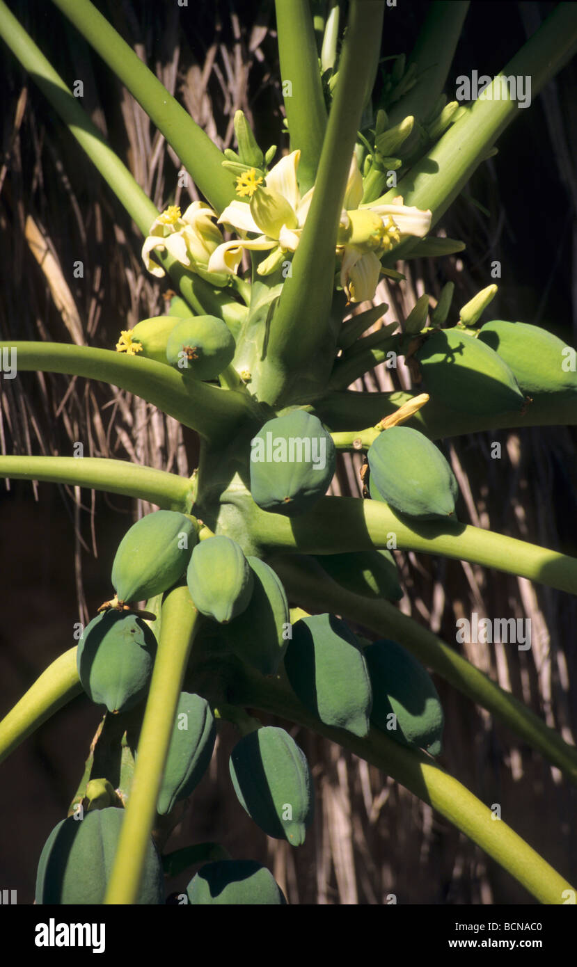 Immature tropical evergreen hi-res stock photography and images - Alamy