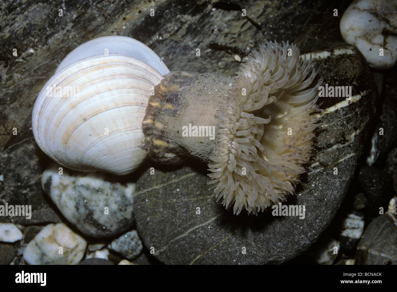 Sea anemone Calliactis parasitica attached to a shell UK Stock Photo ...